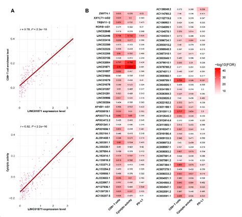 Long Non Coding RNAs LncRNAs Having Significant Expression