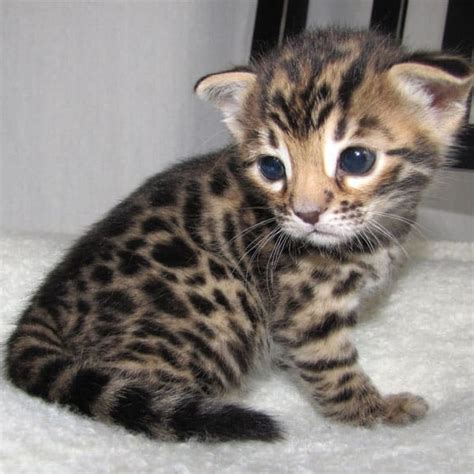 40 Impossibly Beautiful Bengal Kitten Pictures