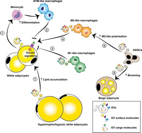 EV Mediated Communication Between Cells Of The AT Examples Of