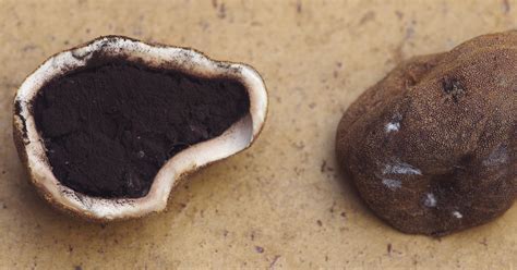 Wildeep S Illuminations False Truffle
