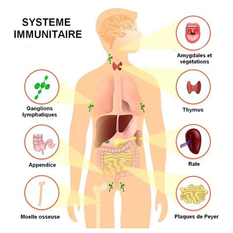 Anatomie Et Schéma Les Organes Du Système Immunitaire Medicina