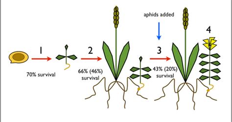 Figure 1 From The Genetics Of Indirect Ecological Effects—plant