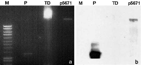 A Agarose Gel Electrophoresis Lanes M 1 Kb Plus Ladder P Probe