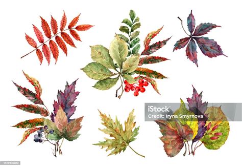 격리된 요소의 집합입니다 단풍 나무 아카시아 야생 포도 밤나무 잎과 마가목 열매의 꽃다발의 밝은 낙엽 손으로 그린 수채화 그림은 카드 배너를 위한 흰색 배경에 그려져 있다
