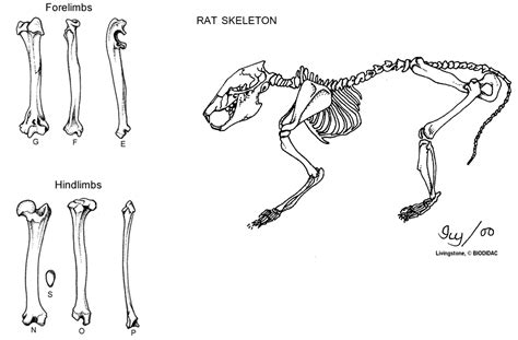 Biology Corner Rat At Claudia Aunger Blog