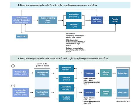 A Novel Automated Morphological Analysis Of Iba1 Microglia Using A Deep Learning Assisted Model