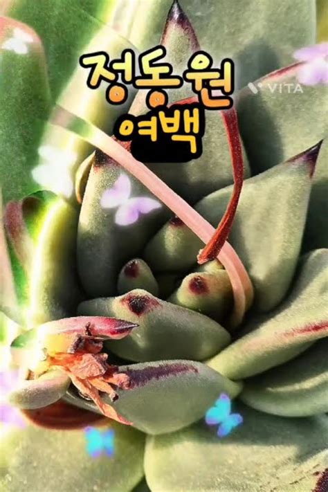 정동원 여백 아이돌 섹스폰 미스터트롯 우주총동원 응원합니다 다육이 예쁨주의보 구경오세요 Shorts Youtube