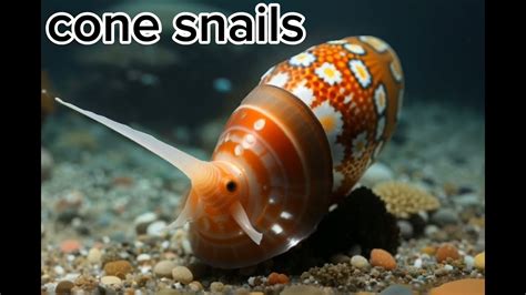 Cone Snail Venom Extraction Cone Snail Attack Cone Snail String Cone Snail Harpoon Slow Motion