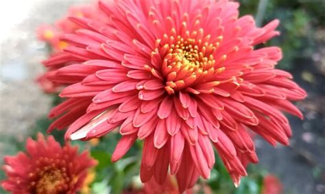 Чим потрібно підгодувати хризантеми щоб у вересні потопати в пухких