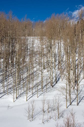 늦은 오후에 눈 위에 그림자를 드리우는 겨울 사시나무의 이미지 콜로라도 스키 리조트 0명에 대한 스톡 사진 및 기타 이미지 0명 겨울 겨울 스포츠 Istock