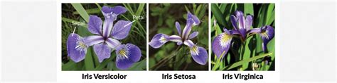 GitHub K Avya IRIS DATASET