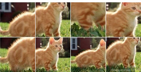 Pytorch五：图像增广image Augmentationimage Augmentation Scale Csdn博客