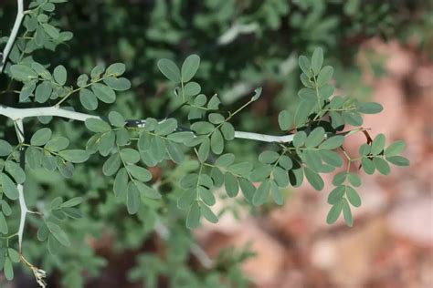 Parkinsonia Florida Shrubshrub And Vine Seedsweb Page Navigation Blue Palo Verde