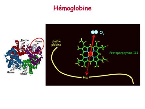 Bioquimica Textose Links Metabolismo Das Proteinas