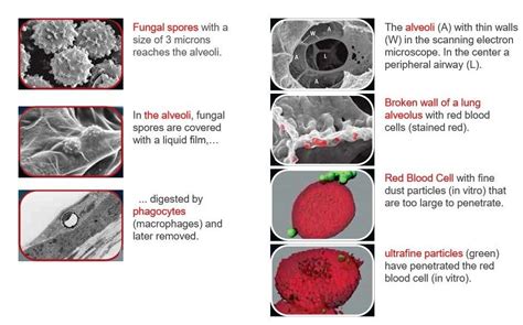 Nanoparticle Size Comparison