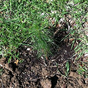 Monterey Pine Seedling 9 Planted Green Groundswell