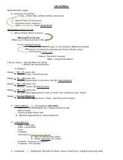 Understanding The Female Reproductive Organ External Course Hero