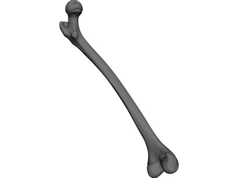 Femur Bone Cad Model 3dcadbrowser