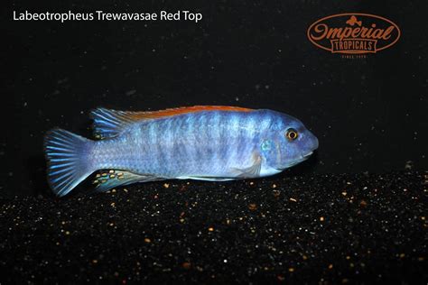 Labeotropheus Trewavasae