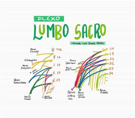 Anatomía Del Plexo Lumbo Sacro