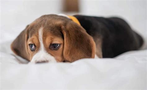 Bed Bug Detection Dog Benefits Immediately Find Small Infestations