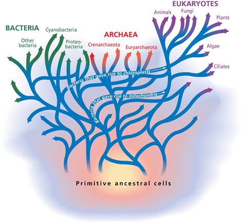 Microbial Life Tree Woods Hole Oceanographic Institution