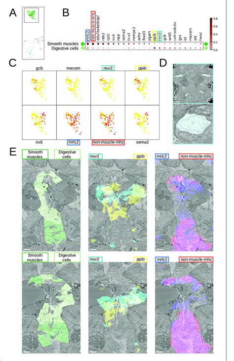 Midgut Cell Types With Defining Genes A Finer Clustering Of The Download Scientific Diagram