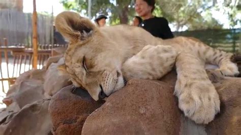 아프리카여행 요하네스버그 라이언파크 새끼사자 Youtube