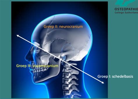 Craniale Zenuwen Inleiding N Olfactorius N I N Opticus N II Neurologie VTOS2
