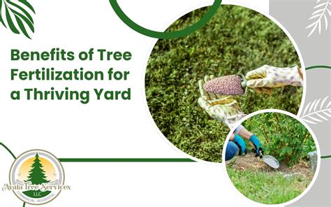 Benefits Of Tree Fertilization Healthier Stronger Trees