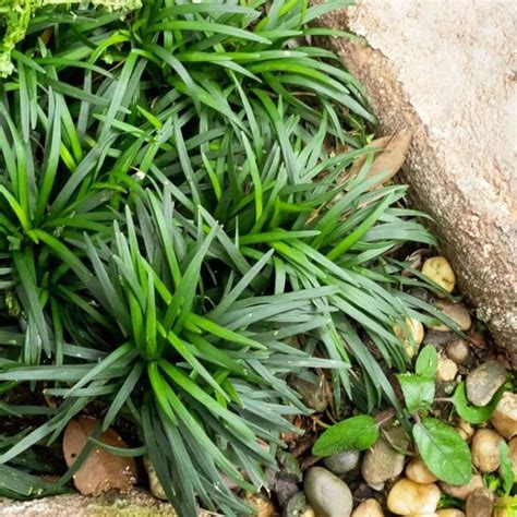 The 22 Best Types Of Ground Covers To Plant Around Fruit Trees