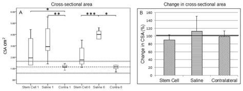 A Cross Sectional Areas Were Measured Ultrasonographically At The Download Scientific Diagram