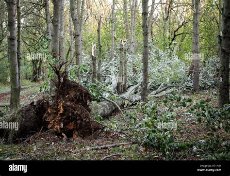 Wind Blown Timber Hi Res Stock Photography And Images Alamy