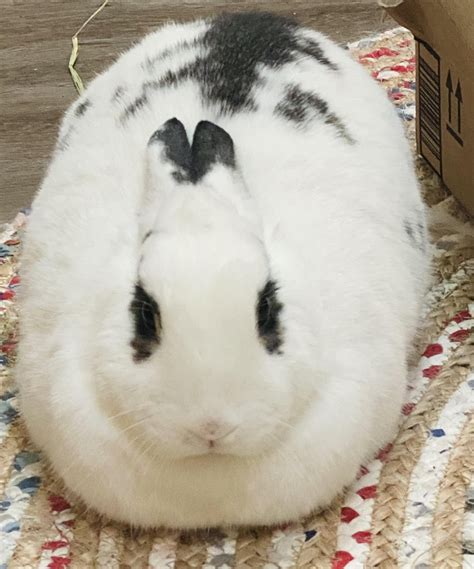 She Looks Like A Little Hen When She Loafs If She Were A Hen She