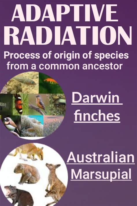 Adaptive Radiation A Brief Concept With Examples