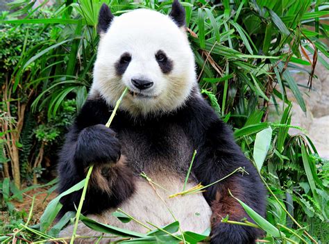 Centre Des Pandas De Chengdu China Roads