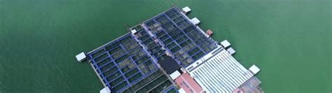 Ntuc The Fish Farmer