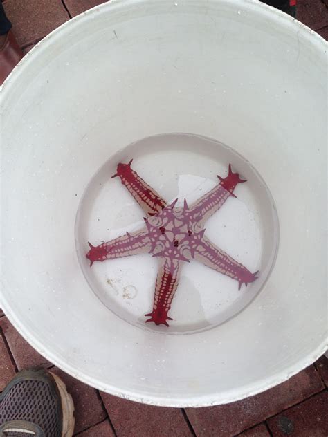 සුරතල් මසුන්