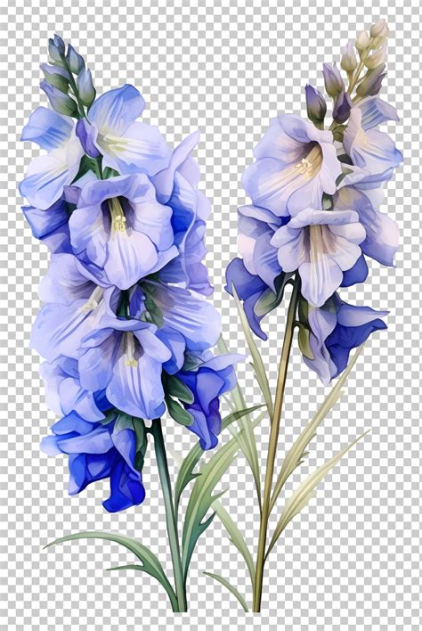 Flat Delphinium Flower Watercolor Illustration Of Purple Gladiolus