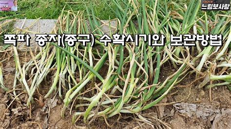 쪽파 종자종구 수확시기와 보관방법 Youtube