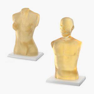 Superficial Anatomy Sculptures 3d Models For Download Turbosquid