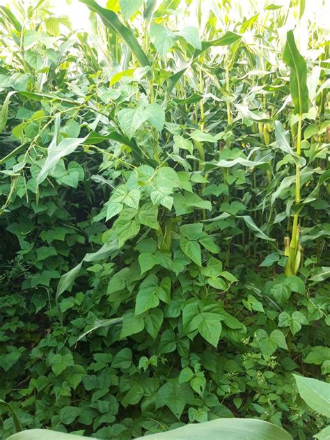 Maize And Runner Bean Intercropping Legumehub Eu