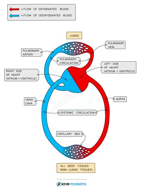 Circulatory System CIE IGCSE Biology Revision Notes 2023