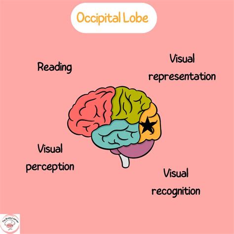 Occipital Lobe Structure And Function In 2025 Occipital Lobe