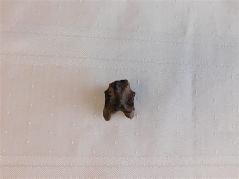 Turtle Vertebra Fossil Fossils And Artifacts For Sale Paleo Enterprises