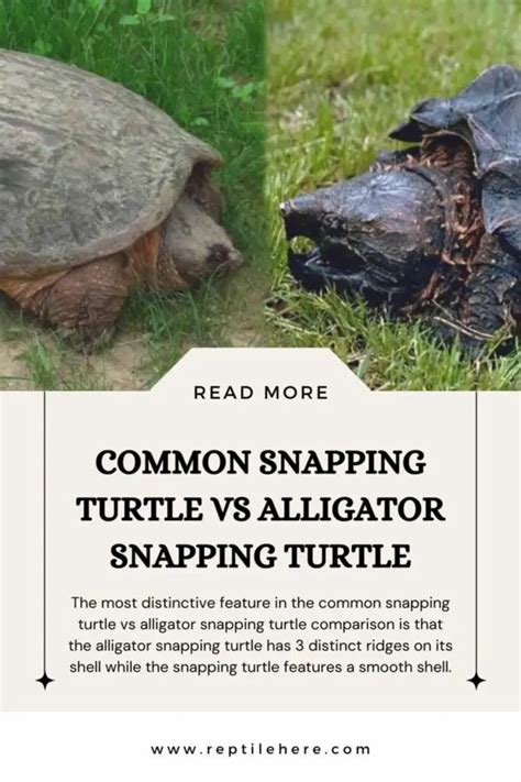 Common Snapping Turtle Vs Alligator Snapping Turtle