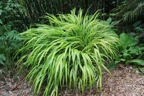 How To Plant Japanese Forest Grass At Georgia Jarman Blog