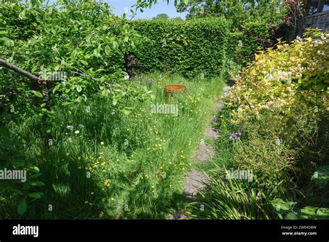 Domestic Back Garden Area Left As A Wild Flower Meadow Uncut Grass