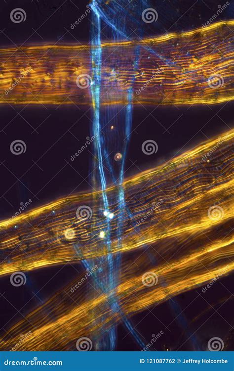 Abstract Micrograph Of Colorful Patterns In Peat Moss Leaves Stock