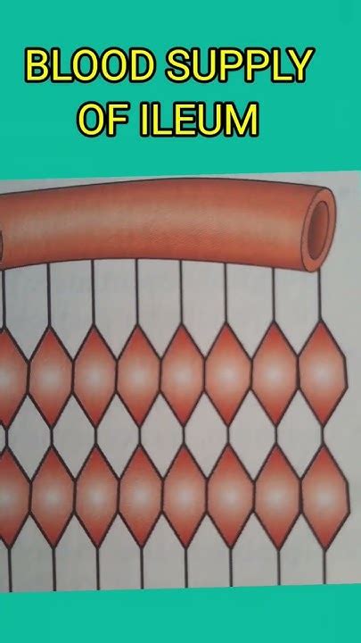 Ileum And Jejunum Part Of Small Intestine Difference Youtube